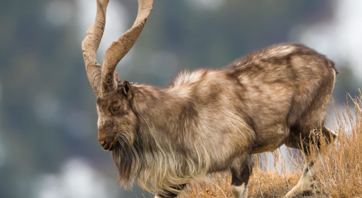 Markhor: Population of Pakistan’s national animal on the rise